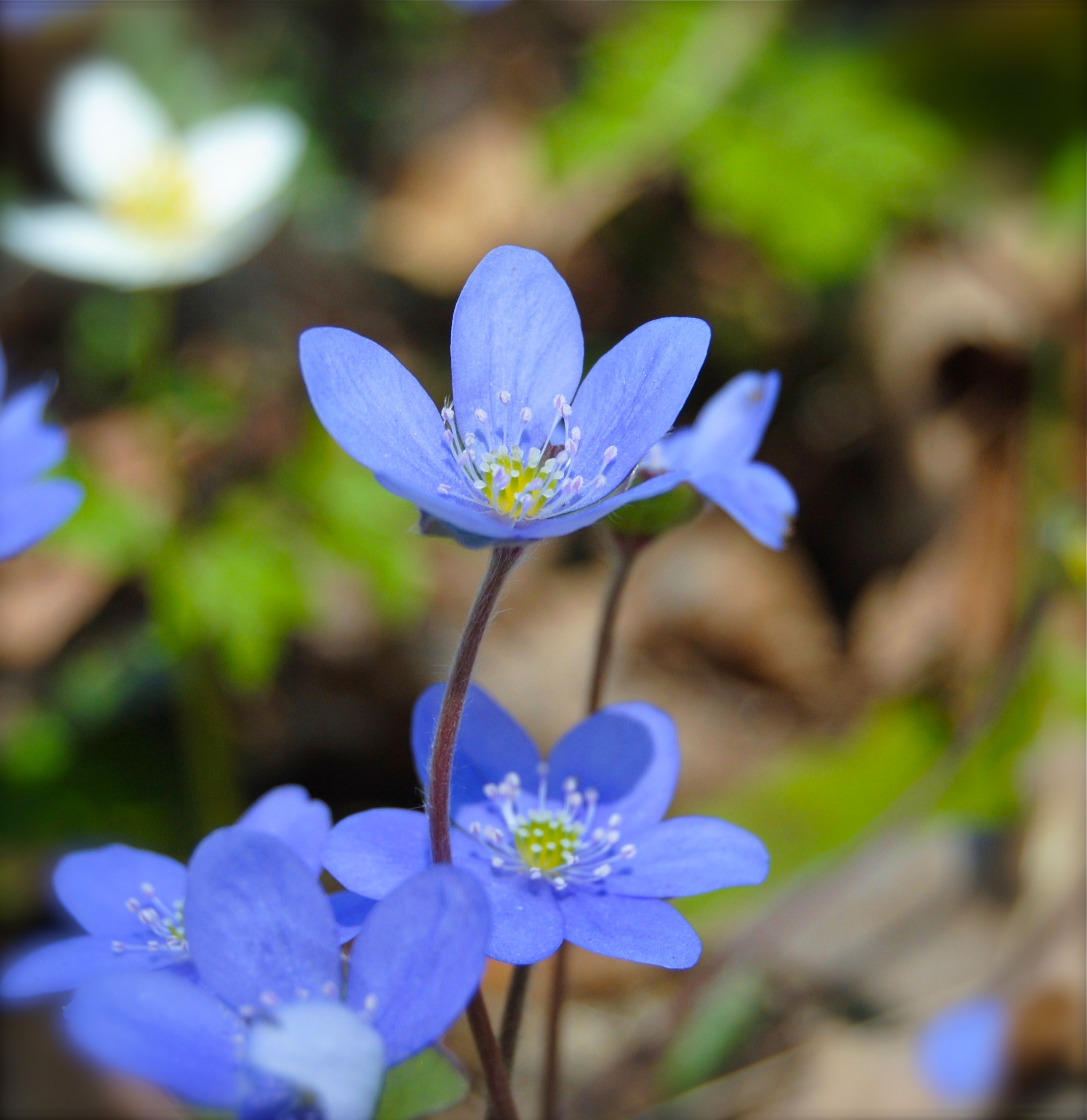 vårblommor | Grinden mot gården